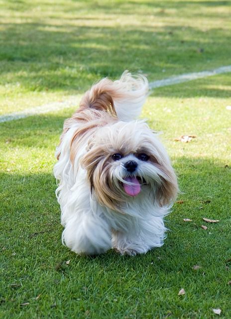 Curiosidades de RAZA: Shih Tzu, el perro imperial | Clínica Raza