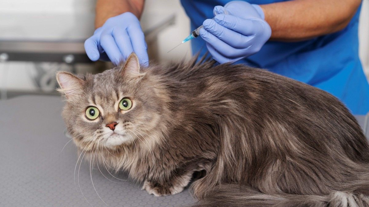 Peritonitis Infecciosa Felina (PIF): Síntomas y Diagnóstico en Mascota