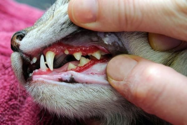 Todo lo que necesitas saber sobre el Calicivirus Felino